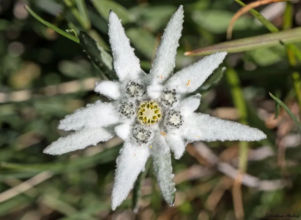 Edelweiss Flower Extract Powder - Beauty Care Ingredient