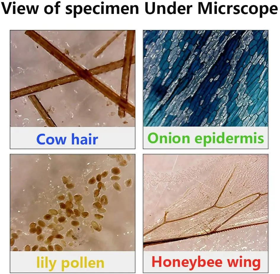 12pcsmicroscope Slides Kit About Insects Prepared Microscope Plastic ...
