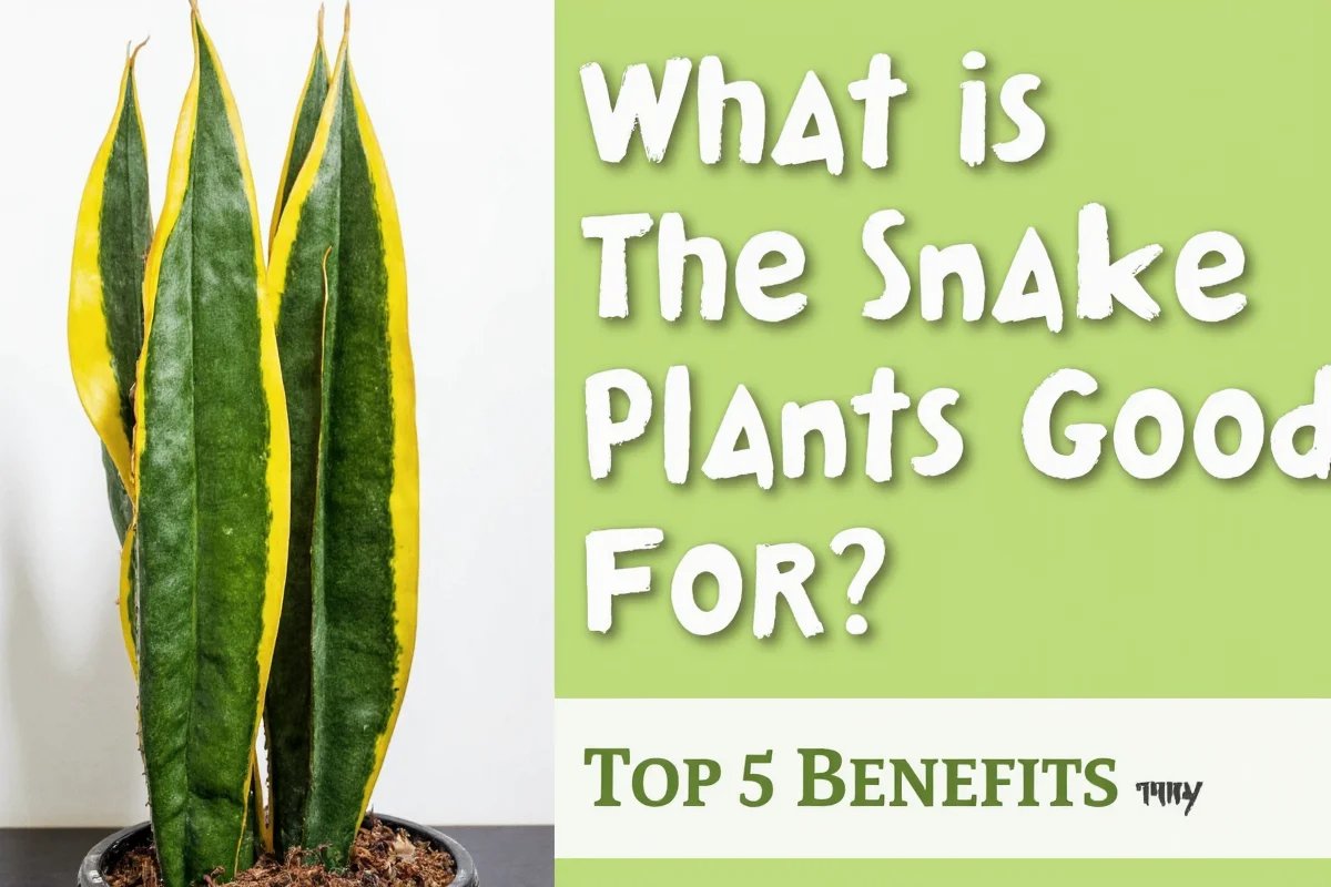 What Are Snake Plants Good For? Top 5 Benefits