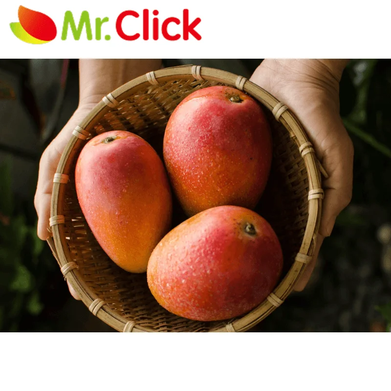 Taiwan High Quality Fresh Fruit Irwin Mango Apple Mango - Buy Fresh ...