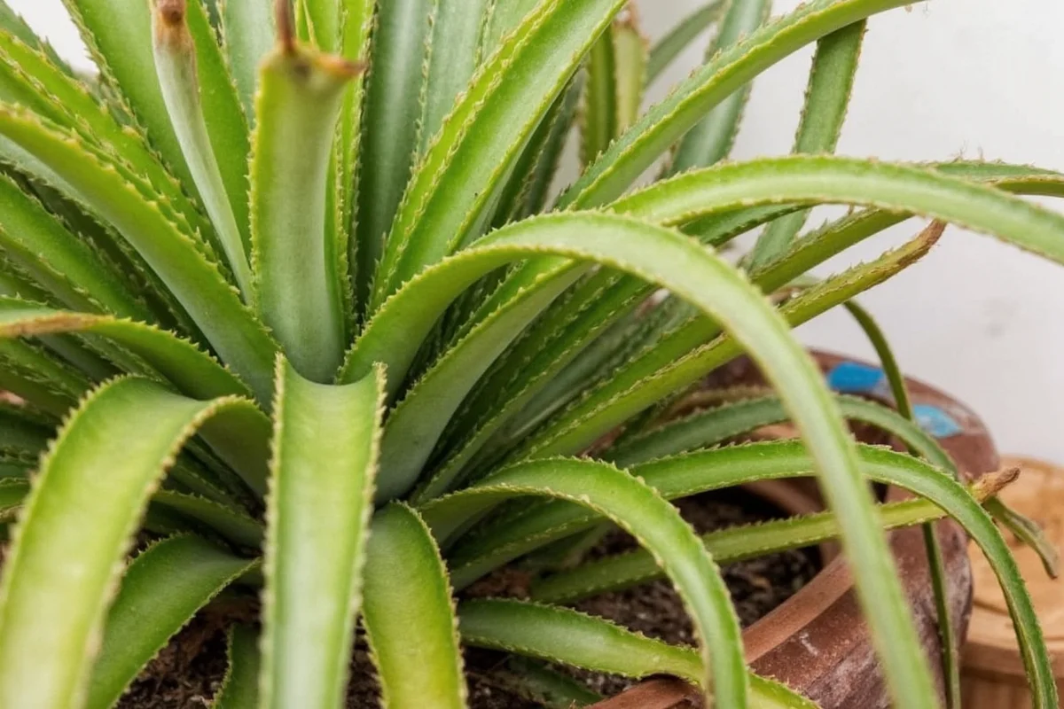 How to Care for a Pineapple Plant: Complete Guide