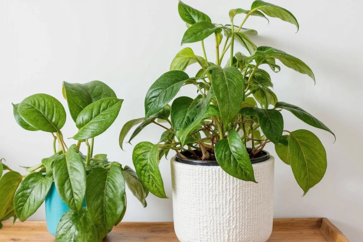 How to Take Care of Indoor Plants: Expert Tips
