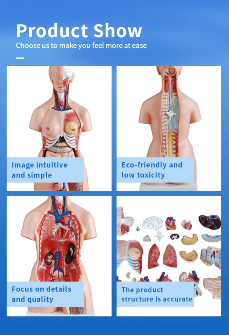 Medical Science Human Body Torso Model - Anatomical Demonstration