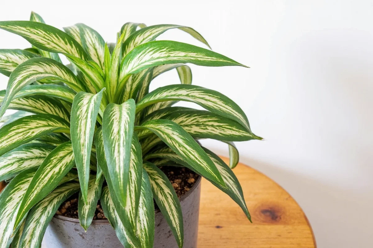 How to Care for Zebra Plant: Expert Tips for Healthy Growth