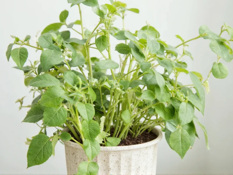 Overwatered vs Underwatered Plants: Quick Diagnosis Guide