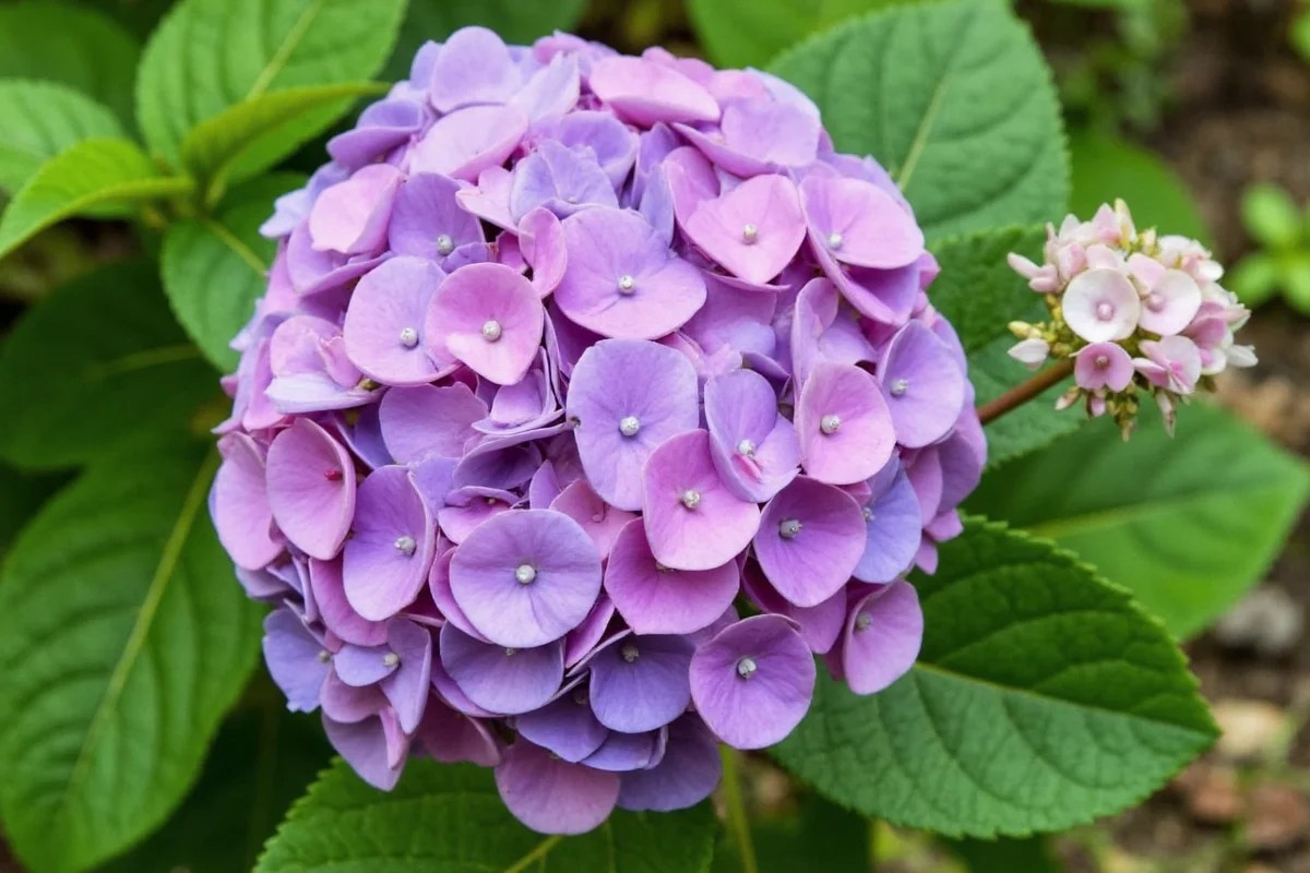How to Grow Hydrangea Plants: Complete Care Guide