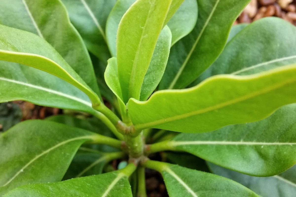 How to Prune a Jade Plant: Step-by-Step Guide