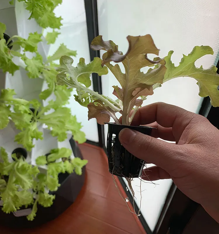 Greenhouse Pineapple Hydroponic Tower - Buy Indoor Hydroponic Vertical ...