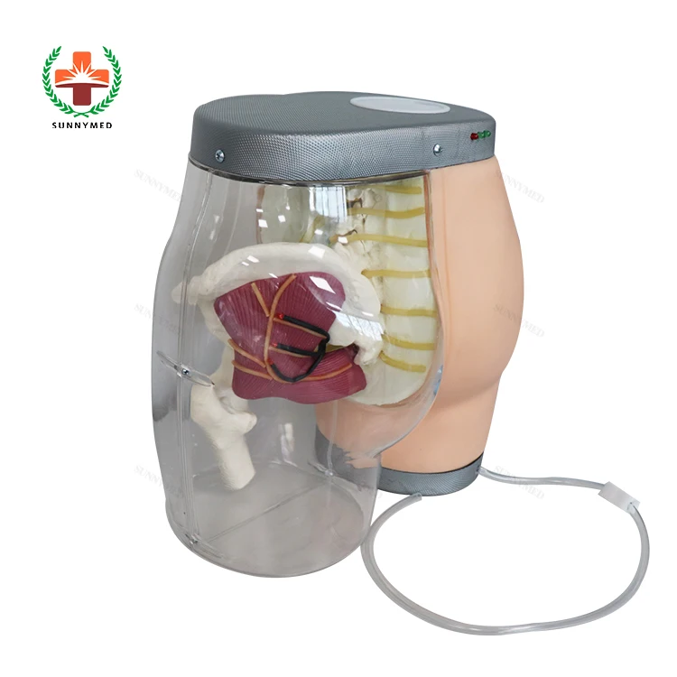 SY-N08701 Advanced Hip Intramuscular Buttock Injection and Transparent ...