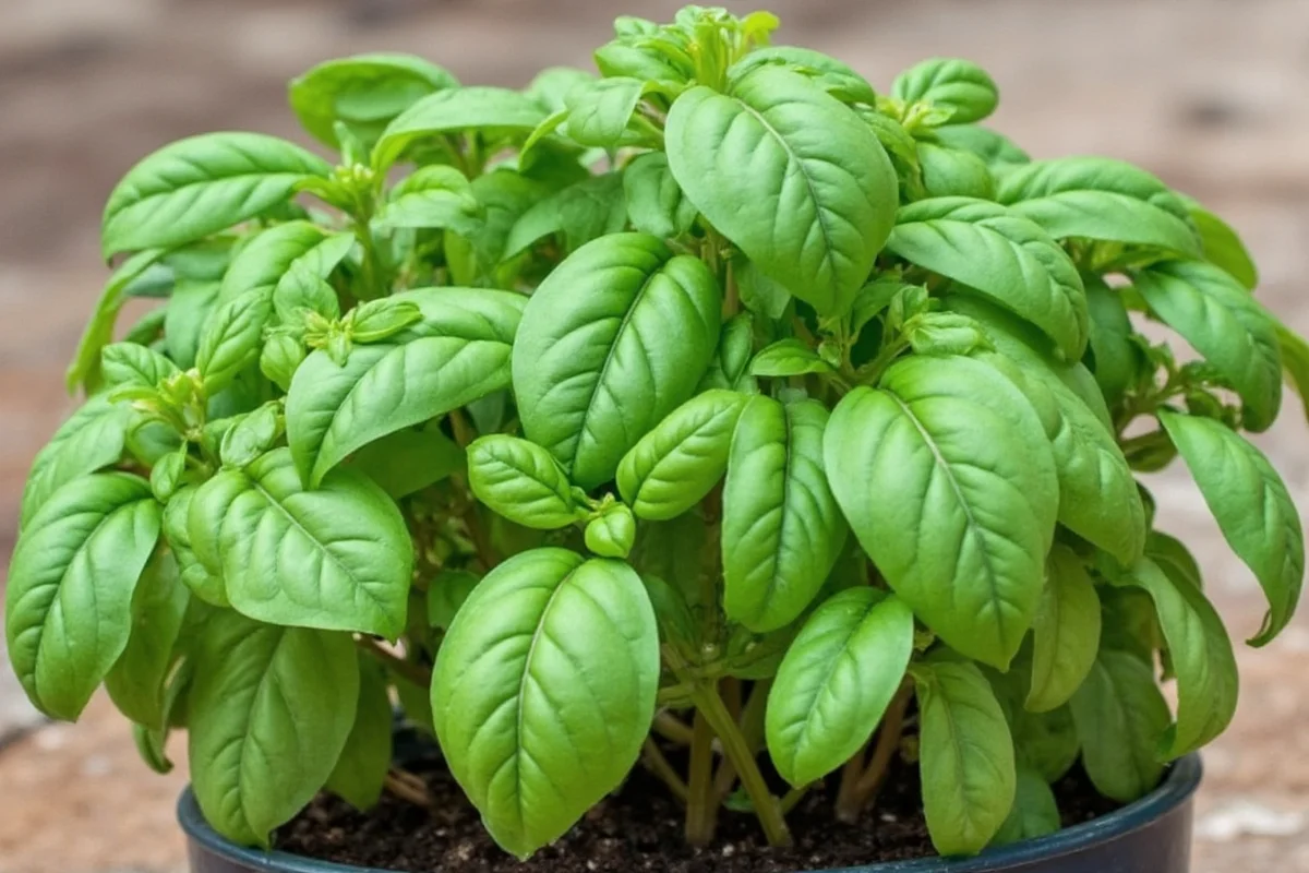 How Tall Does a Bamboo Plant Grow? Species & Height Guide