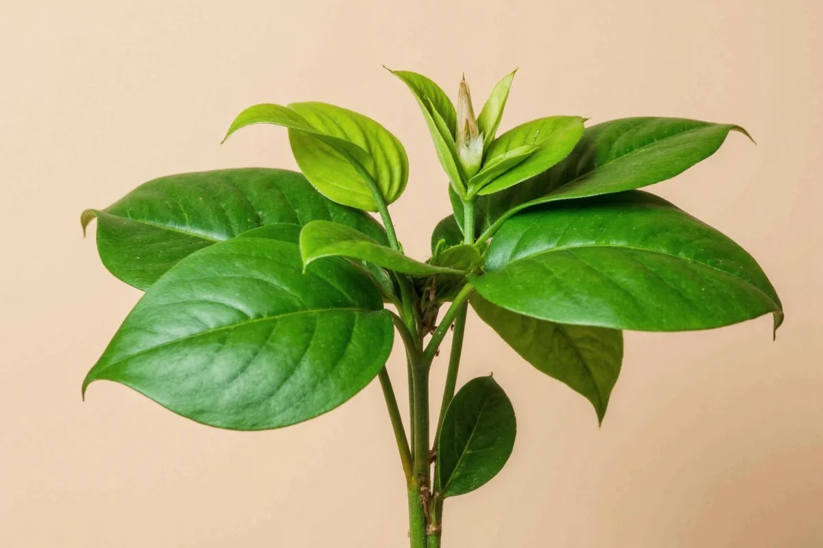 How to Care for a Prayer Plant: Complete Guide