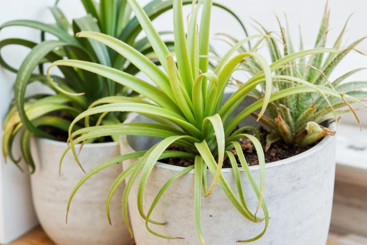Where to Buy Air Plants: Best Online & Local Sources