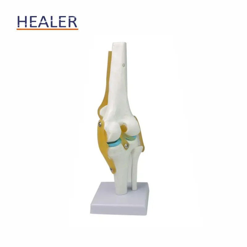 Anatomical Musculoskeletal PVC Knee Joint Skeleton Model with Ligament ...
