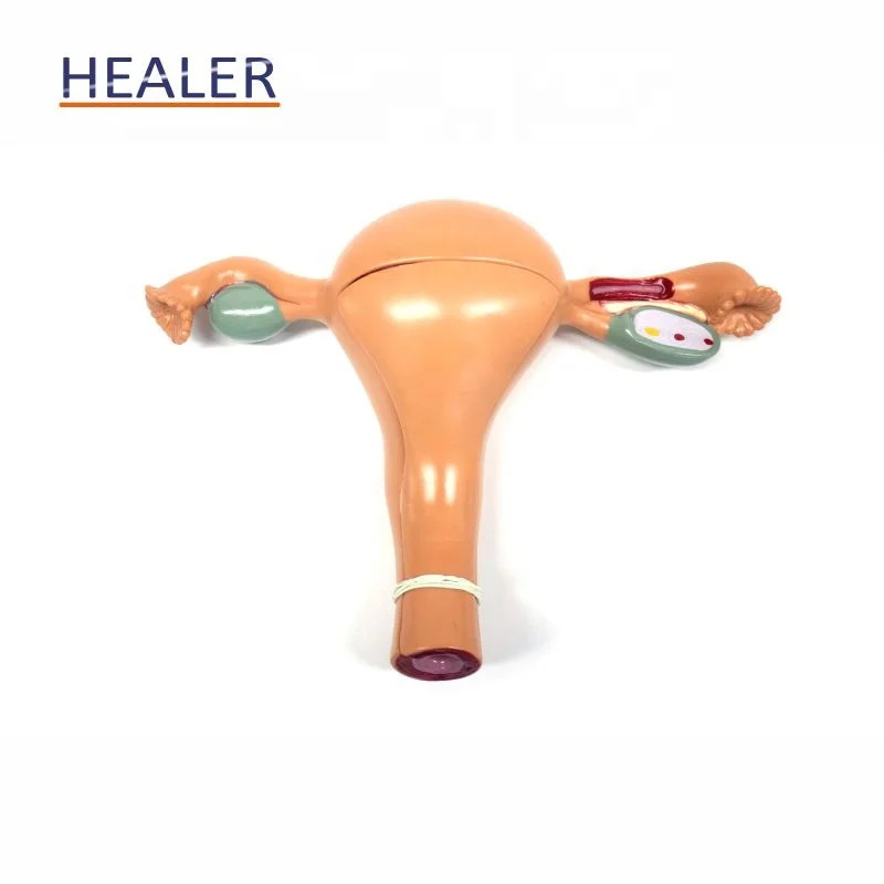 Normal Female Anatomical Uterus Model,Female Demonstration Model Vagina ...