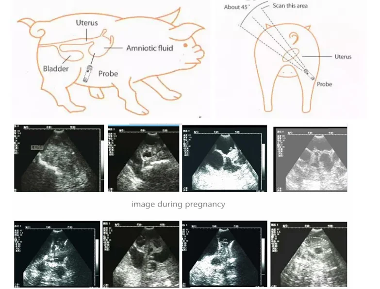 Pregnant Goats - Reliable Pregnancy Testing with Ultrasound