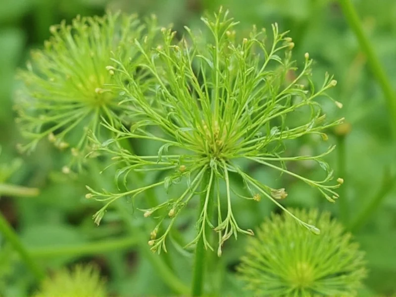 What Does Dill Mean Origin History Uses Explained what-does-dill-mean-origin-history-uses-explained