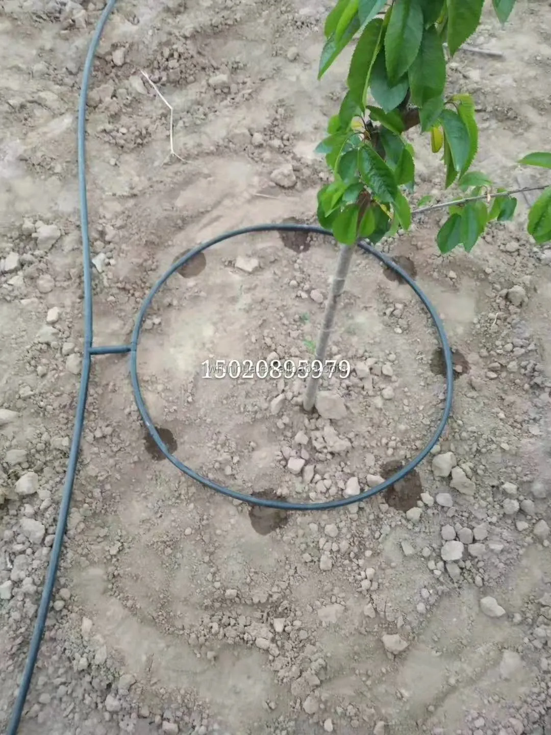 Irrigation for Trees - Drip Inline Pipe & Adjustable Dropper