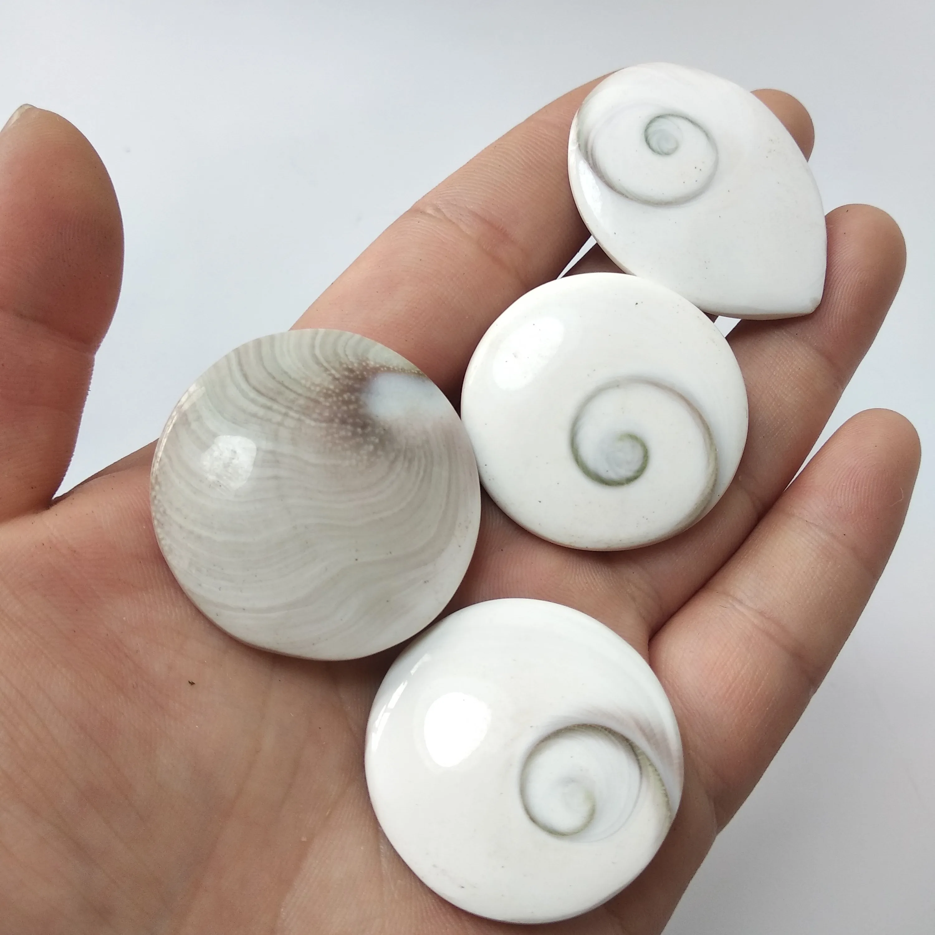 Wholesale Natural Shiva Eye Shell Stonecircles And Ellipses Shaped ...