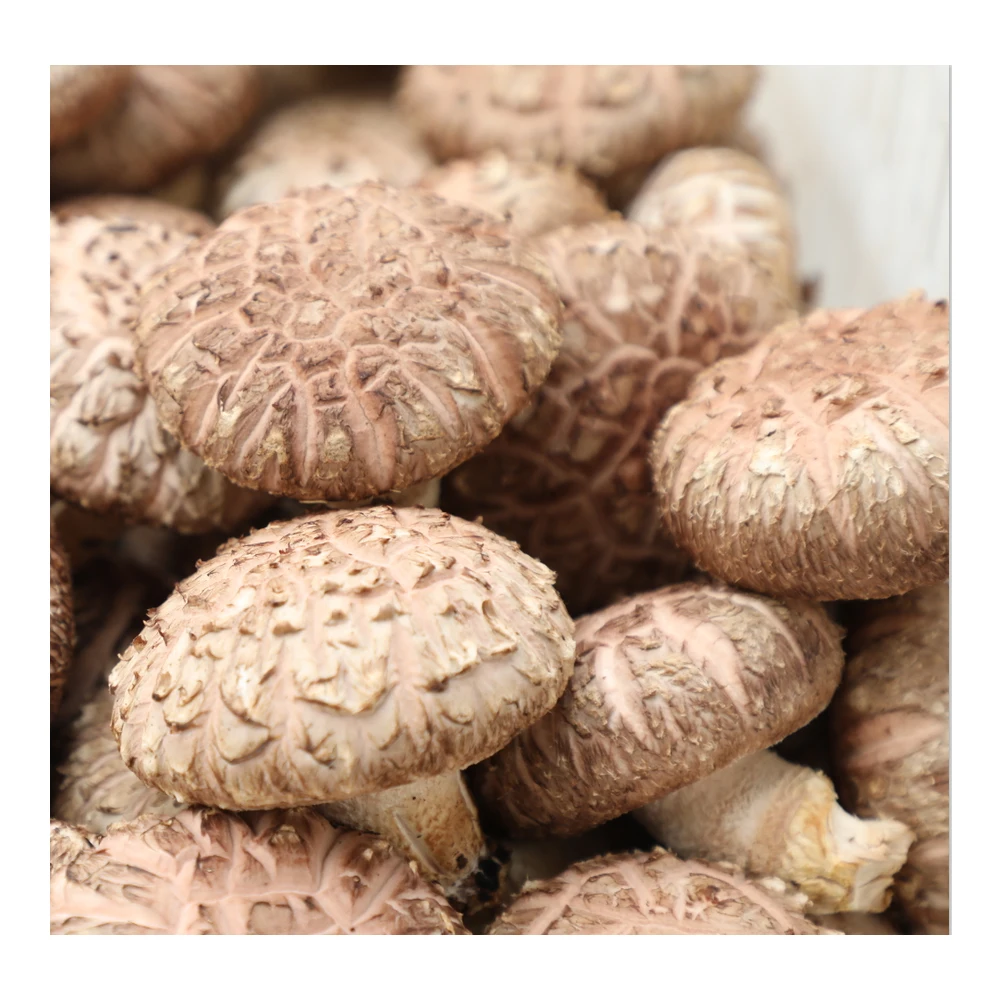 Good Quality Organic Cultivating Fresh Shiitake Mushrooms For ...