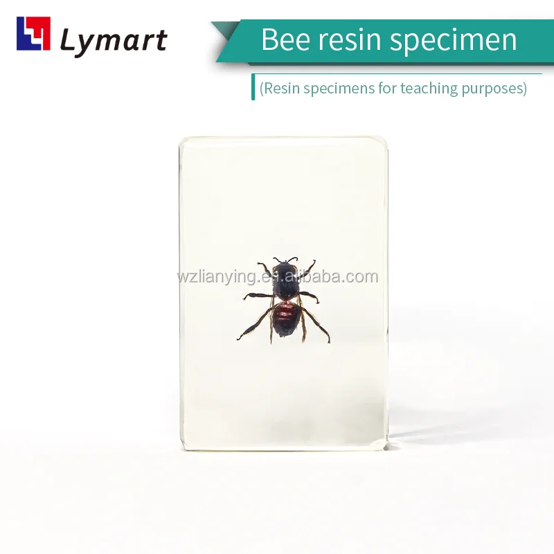 Transparent Bee Resin Specimen For Teaching - Buy Real Insect Specimens ...