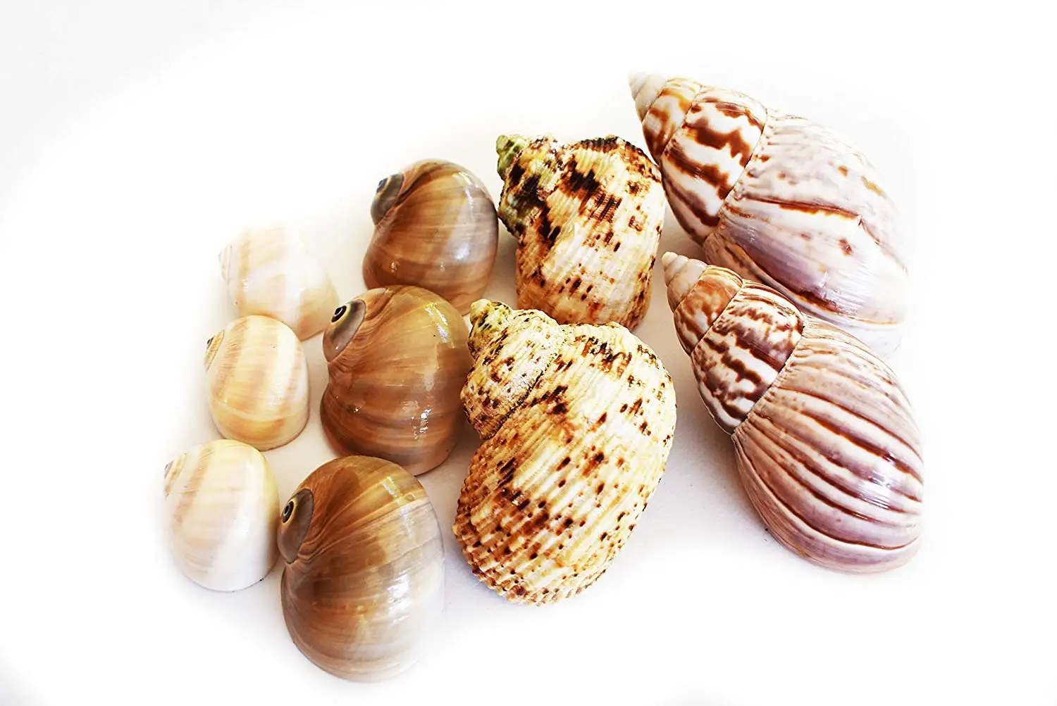 Hermit Crab Natural Seashells - Conch Shells for Sale, Perfect for Home ...