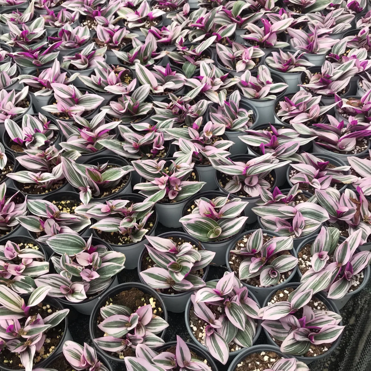 Rare Mini Tradescantia Plant Tradescantia Alibiflora In Bonsai Mini ...