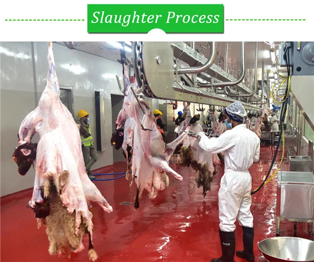 Complete Sheep Slaughter Line - Efficient & Halal Solutions