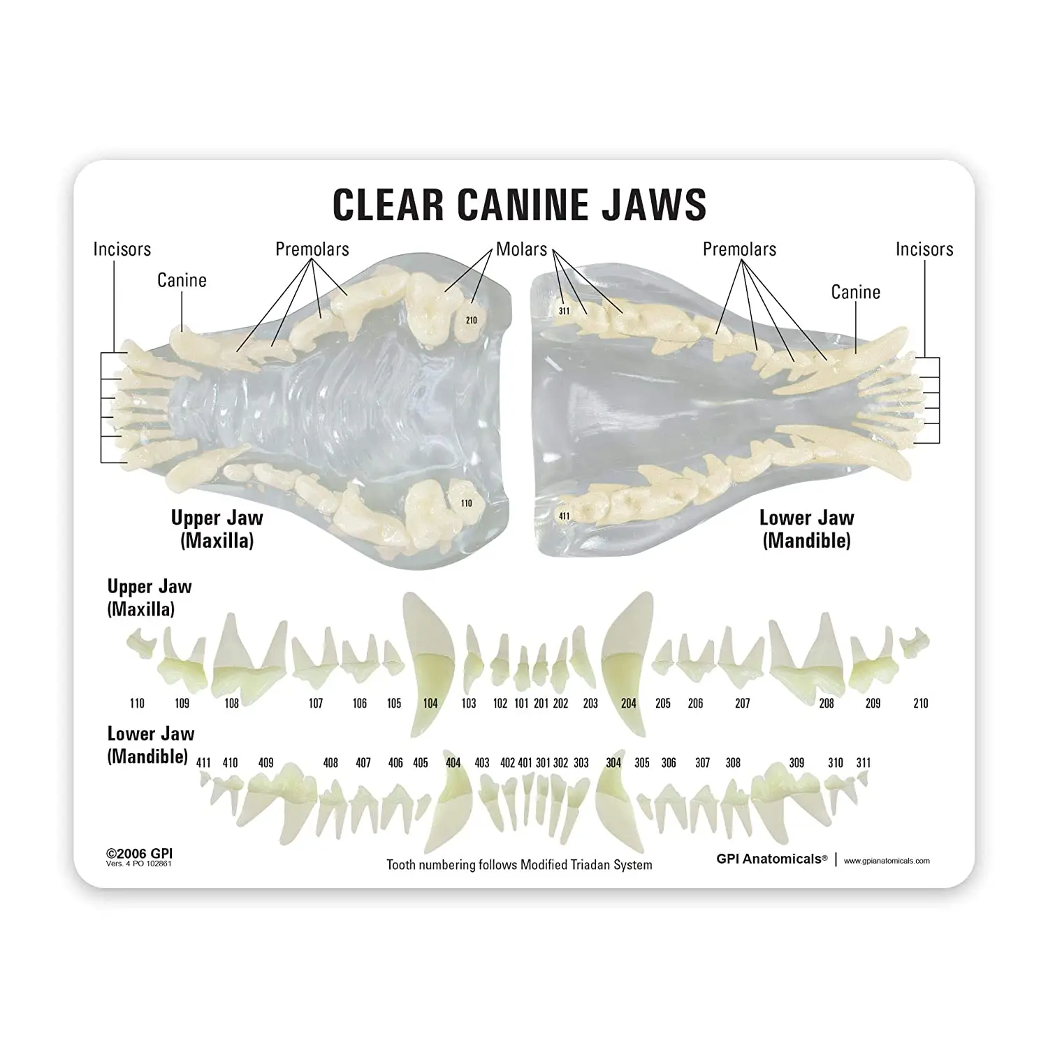 Dog Dentition Model - Clear Canine Dental Anatomy