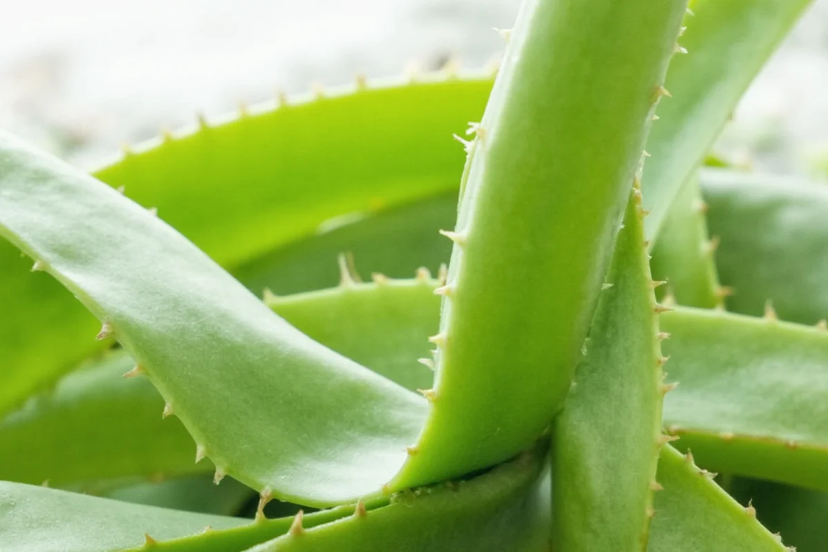 How to Safely Eat Aloe Vera: Step-by-Step Guide