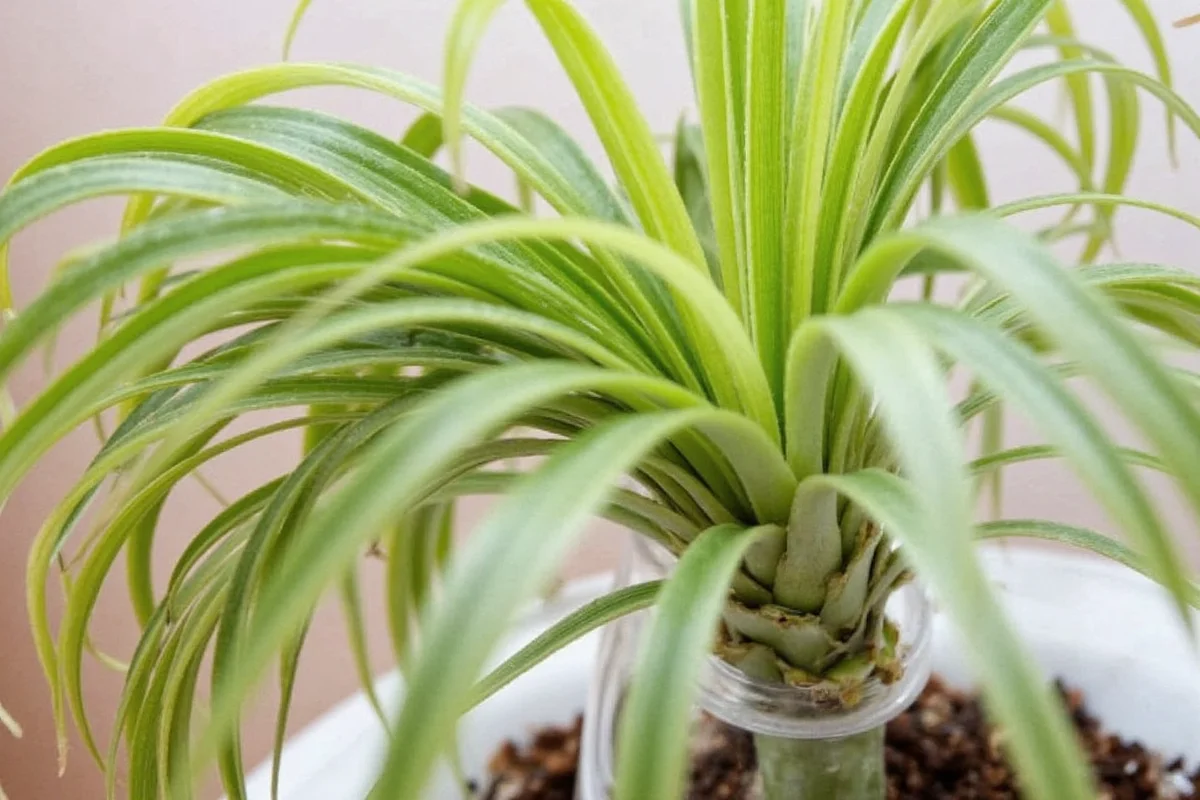 How to Grow Spider Plant in Water: Easy Hydroponic Guide