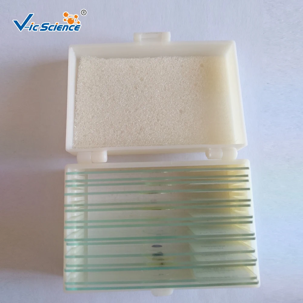 12pcs Rice Anther Meiosis Microscope Prepared Slides