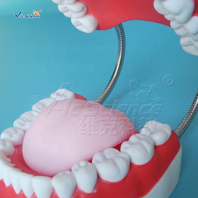 Plastic Dental Model Of Tooth Anatomical Model With A 32 Tooth Dental ...