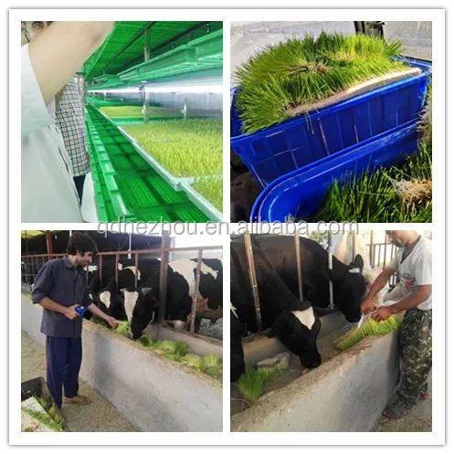 1500kg/d Professional Hydroponic Fodder Growing System For Feeding Cow ...