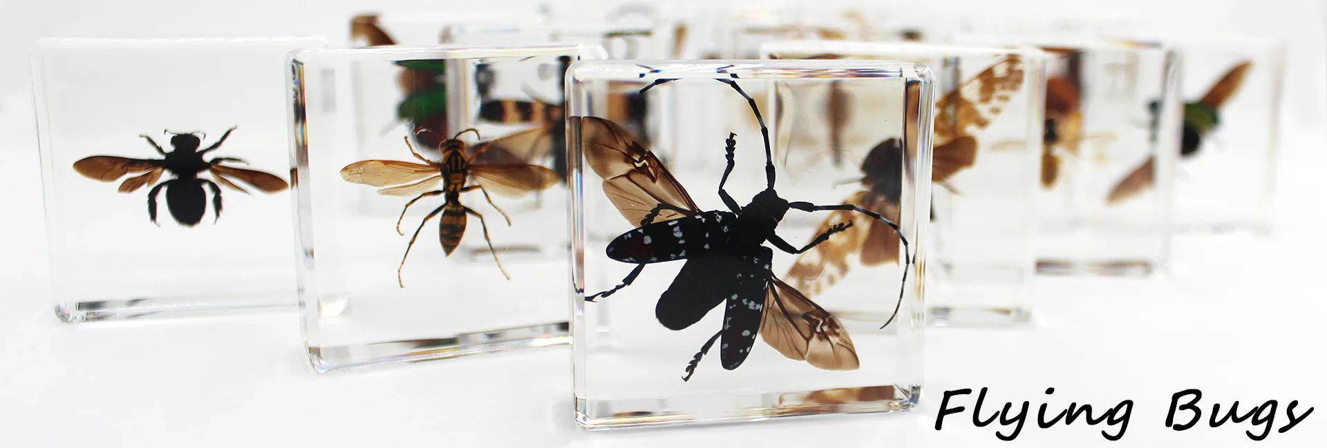 Nanning Benji Biological Technology Co., Ltd. - Insect Resin, Biology ...