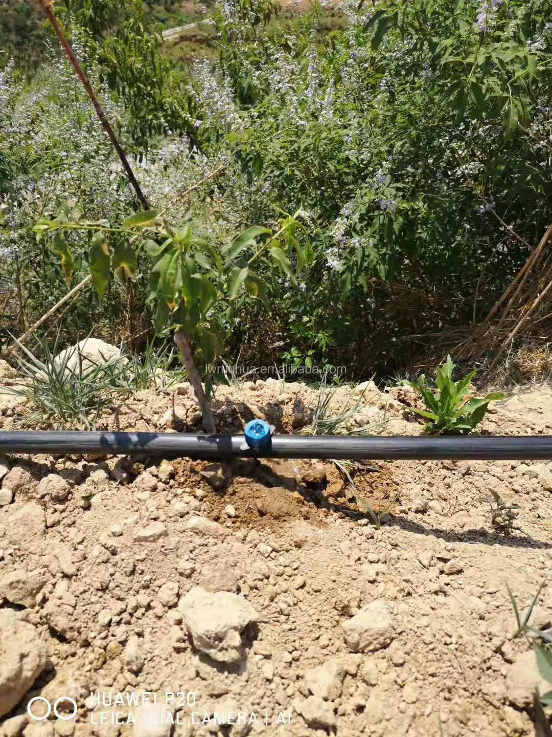 Irrigation for Trees - Drip Inline Pipe & Adjustable Dropper