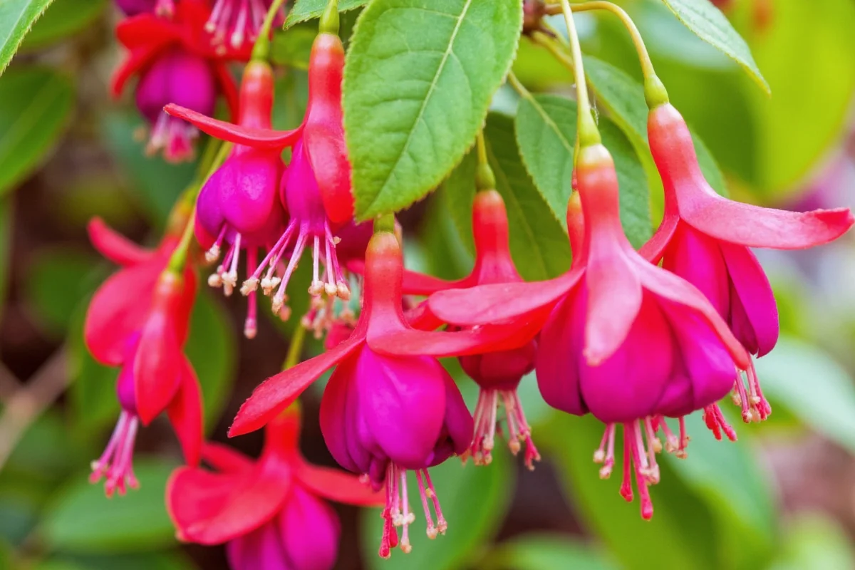 How to Care for Fuchsia Plants: Complete Guide