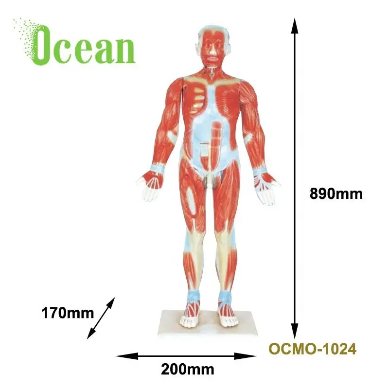 Full Size 185 Cm Human Muscles Anatomical Models - Buy Medical Supplies ...