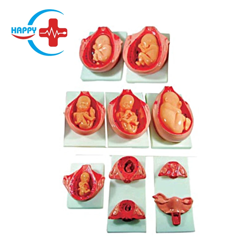 HC-S288 Gynaecology Childbirth Simulator/Fetal Model/Anatomy Pregnancy ...