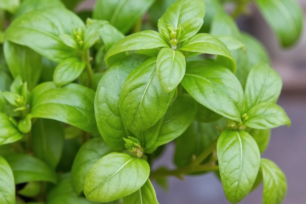 How to Care for a Sweet Basil Plant