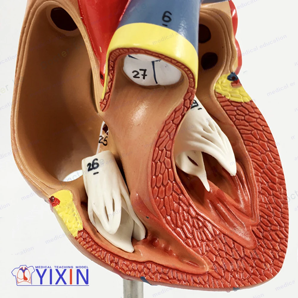 Yixin/ 2-part Life-size Plastic Human Heart Model For Anatomy Learning ...