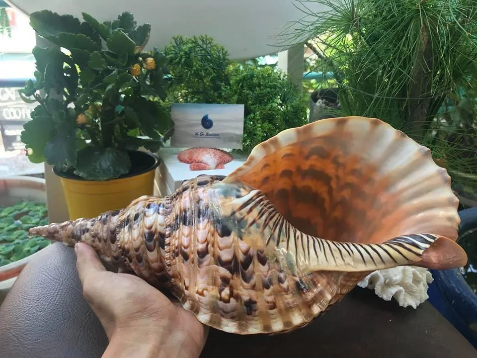 Good Price Natural Snail Shells From Vietnam Red Turban - Buy ...