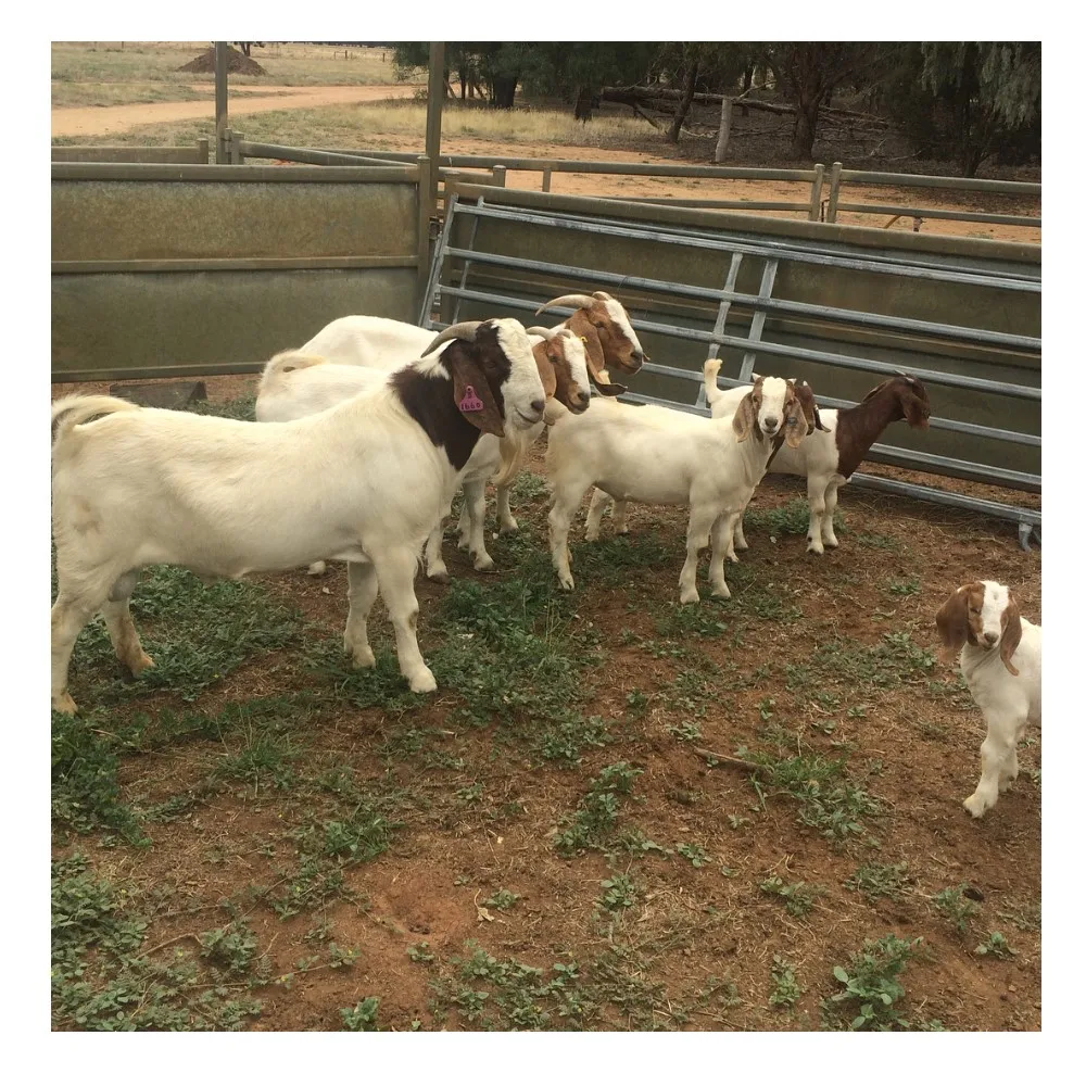 Alive Boer Goats Kids And Mature Bucks And Does And Rams - Buy Alive ...