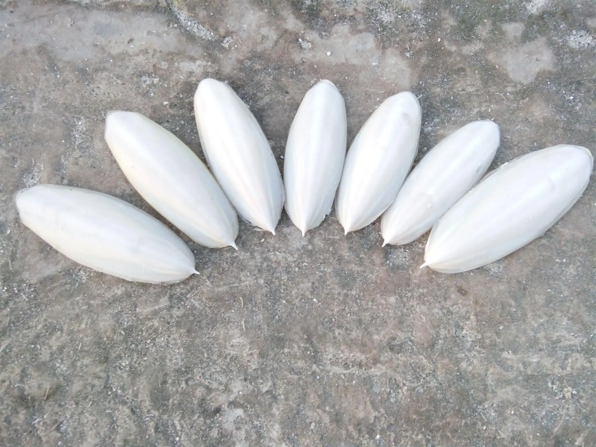 Cuttlefish Bone Bird Feed Cuttlebone Calcium Pickstone For Pet From ...