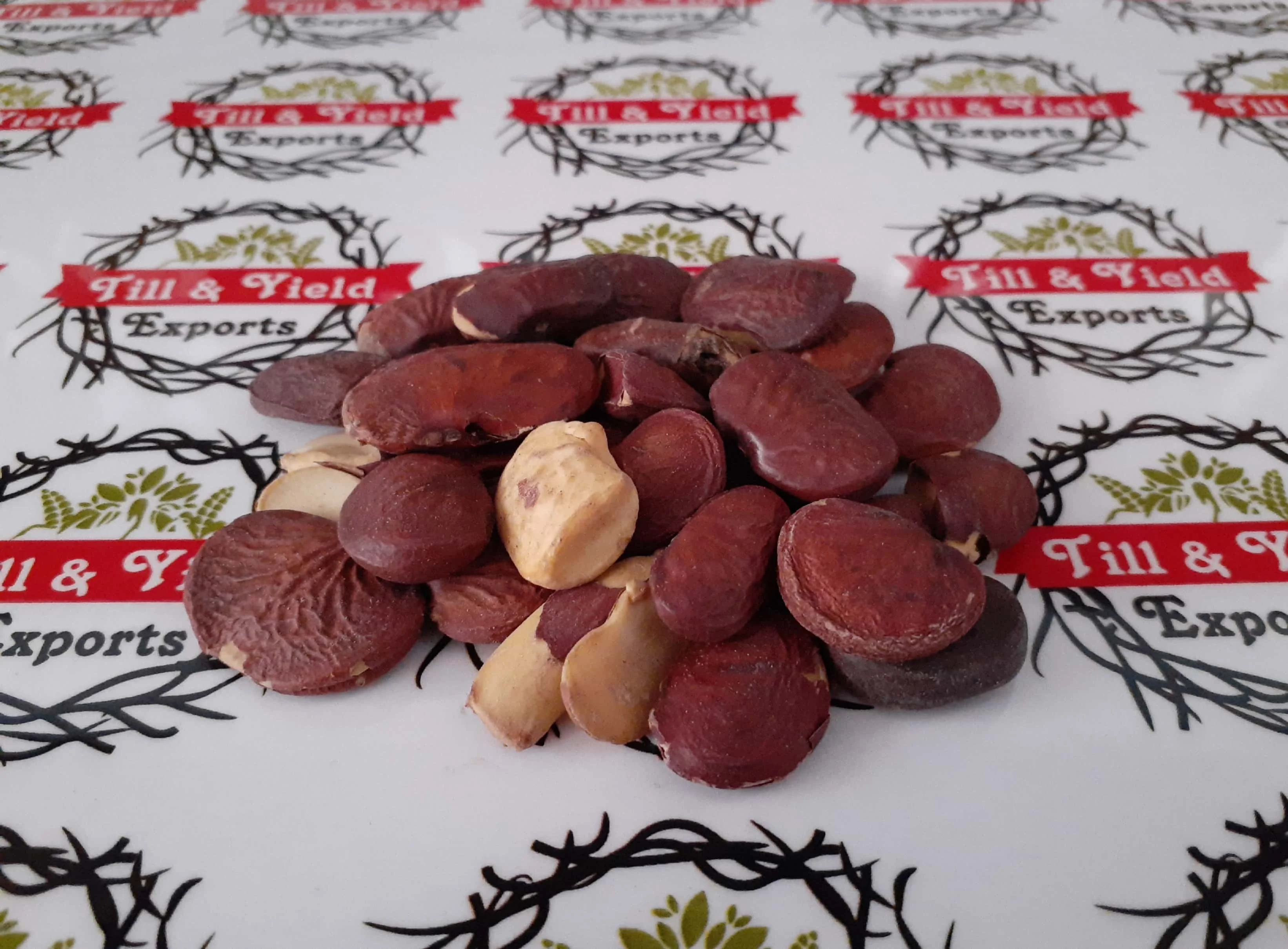 Karanji(pongamia Pinnata) - Seed,Pod & Powder - Buy Karanji,Karanj Seed ...