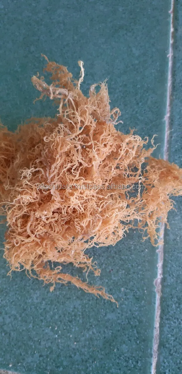 Wholesale Spinosum Seaweed / Dried Eucheuma Cottonii Sea Moss / Irish ...