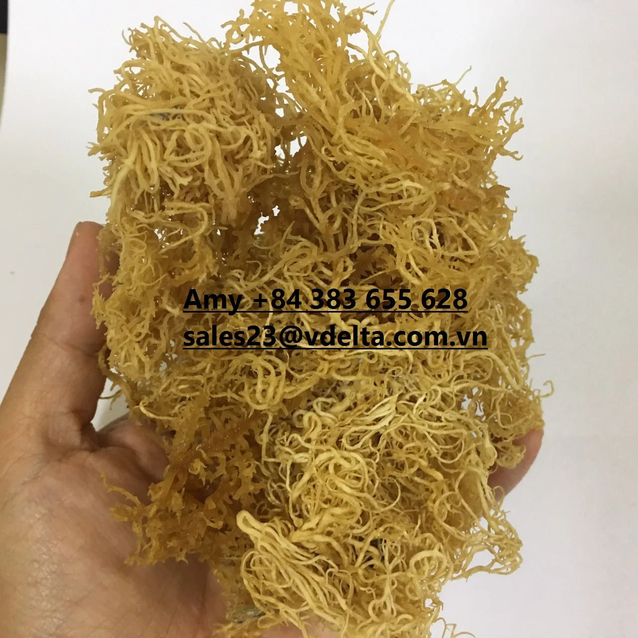 Sea Moss (raw) - Irish Moss,Chondrus Crispus Wildcrafted Wild Sea ...