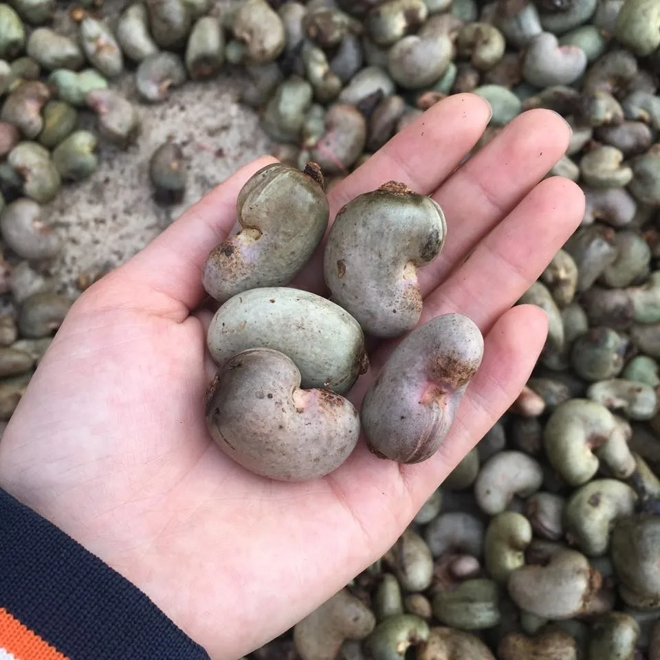 CASHEW NUT HUSK/CASHEW SHELL POWDER FROM VIETNAM - Helen +84374288086