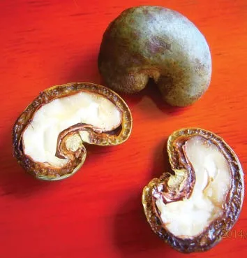 CASHEW NUT HUSK/CASHEW SHELL POWDER FROM VIETNAM - Helen +84374288086