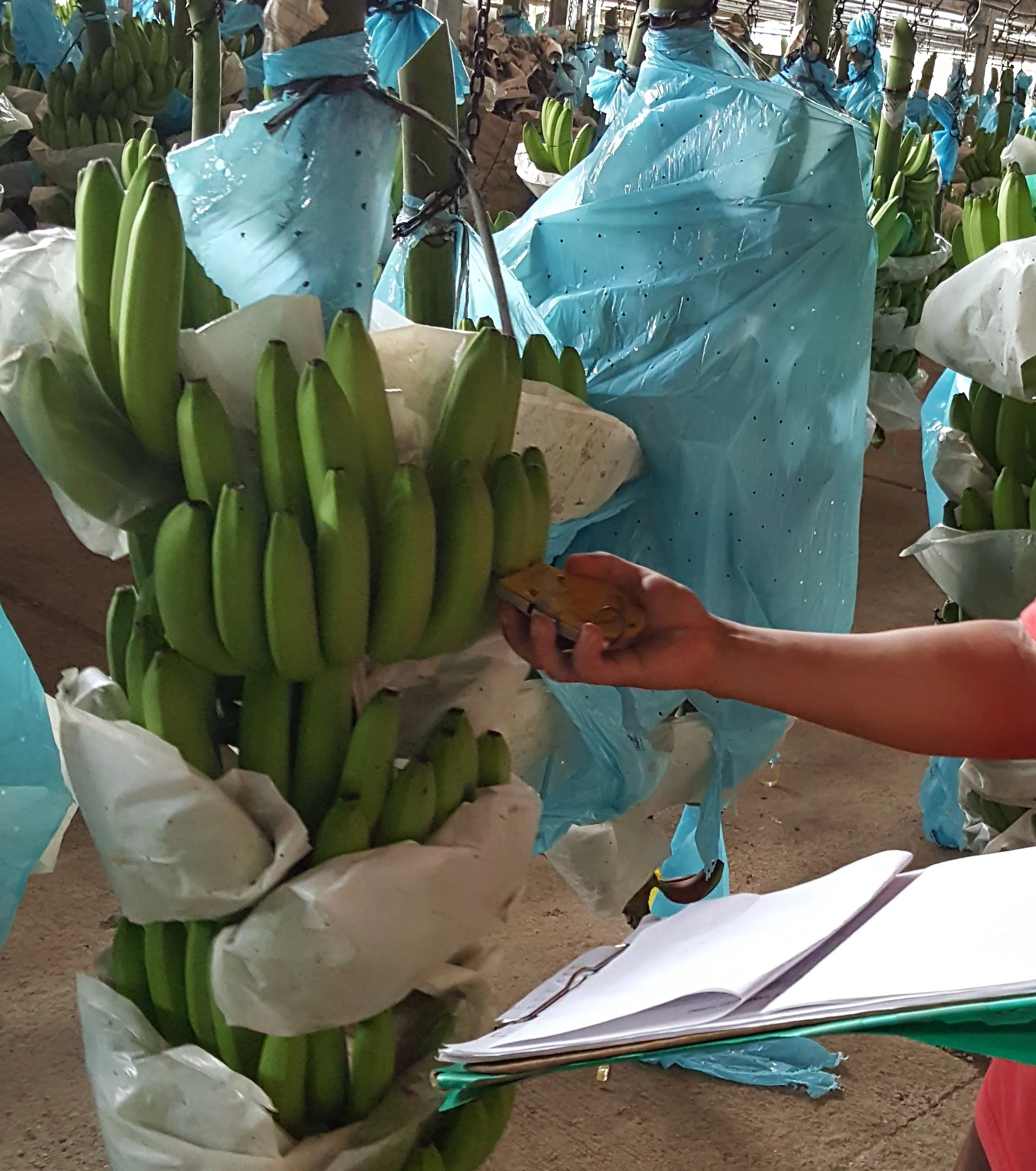 Cavendish banana – Thai Agri Foods Public Company Limited