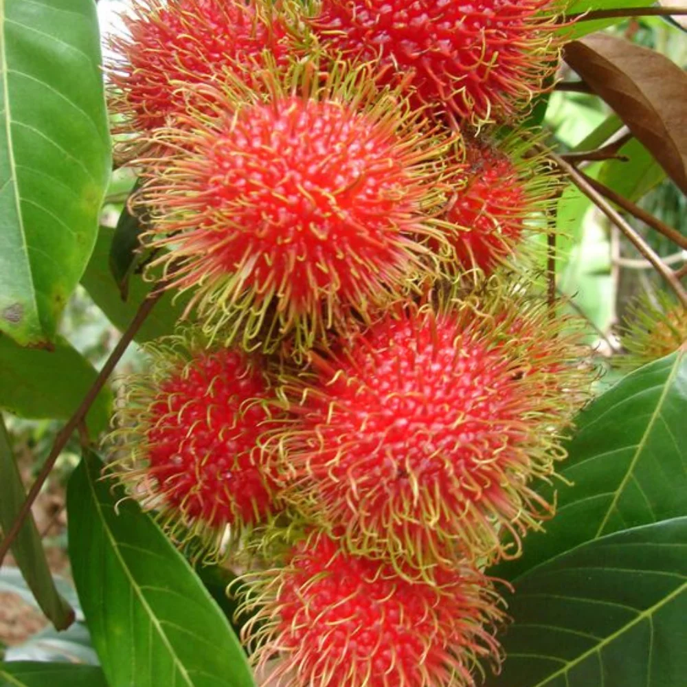 High Quality And Competitive Price Frozen Rambutan Fruit From Vietnam ...
